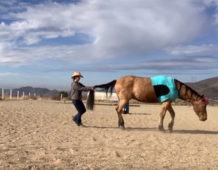 Woman And Her Horse Bring Smiles With Latest Internet Dance Challenge