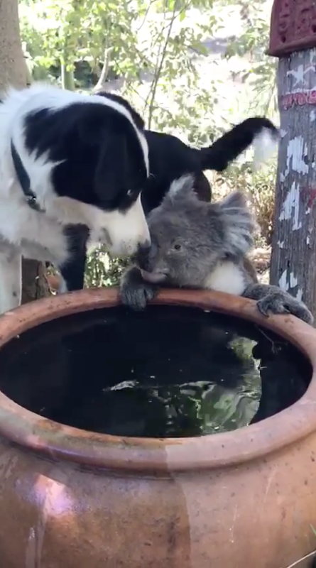 Dog meets koala buddy at water bowl and the two share a drink