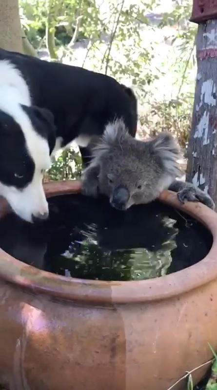 Dog meets koala buddy at water bowl and the two share a drink