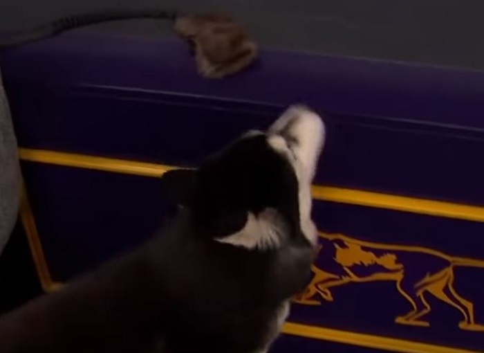 Dog goes off-script during obstacle course competition causing crowd to ...