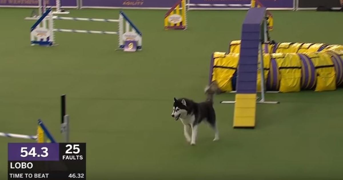 Dog goes off-script during obstacle course competition causing crowd to ...