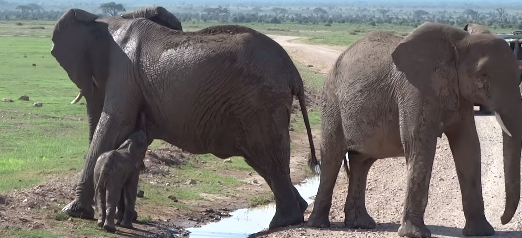 Stubborn baby elephant afraid of crossing stream holds up traffic until ...