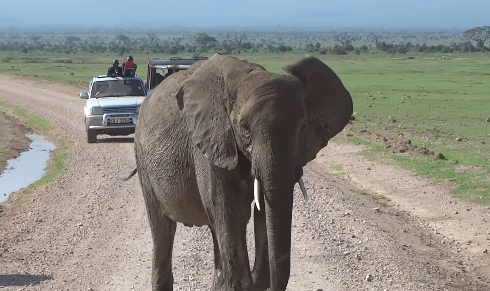 Stubborn baby elephant afraid of crossing stream holds up traffic until ...