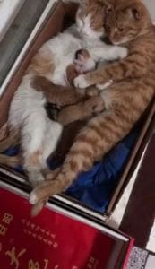 65 Sweetest animal kingdom moments between adult animals and their babies