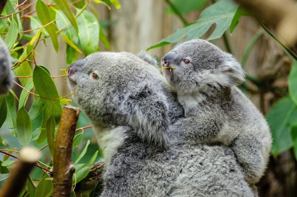 65 Sweetest animal kingdom moments between adult animals and their babies