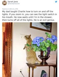 65 Times grumpy cats were caught red-handed being rude
