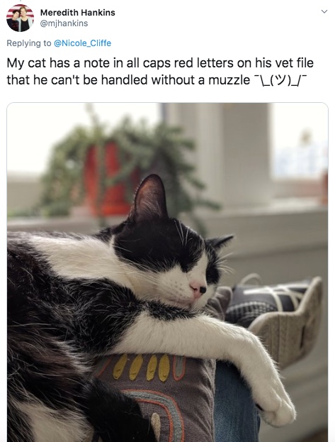 65 Times grumpy cats were caught red-handed being rude