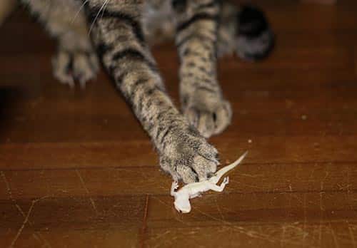 65 Times grumpy cats were caught red-handed being rude