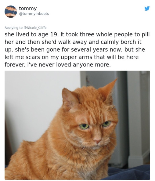 65 Times grumpy cats were caught red-handed being rude