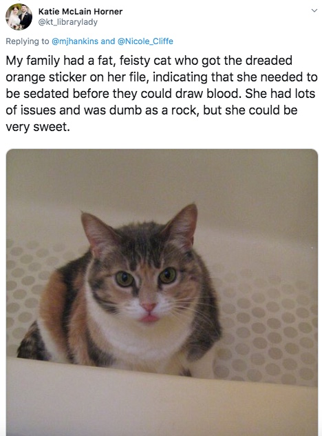 65 Times grumpy cats were caught red-handed being rude