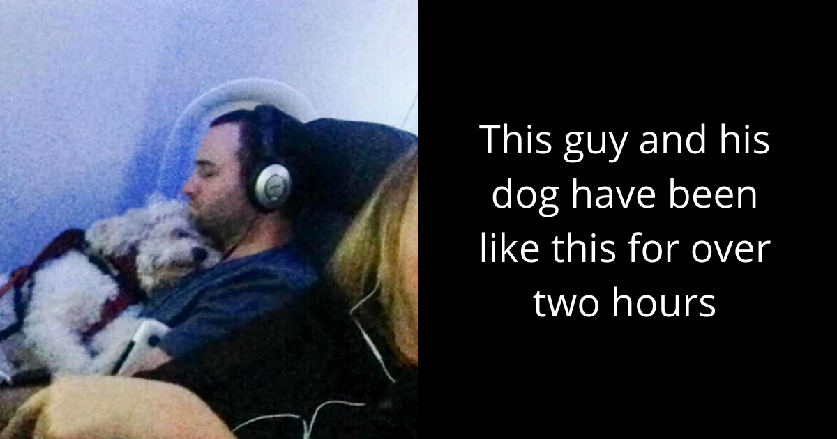 75 Of The Cutest Animals To Ever Ride An Airplane