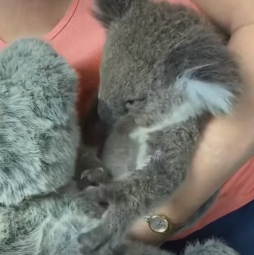 Orphaned koala finds comfort with stuffed animal after losing mom