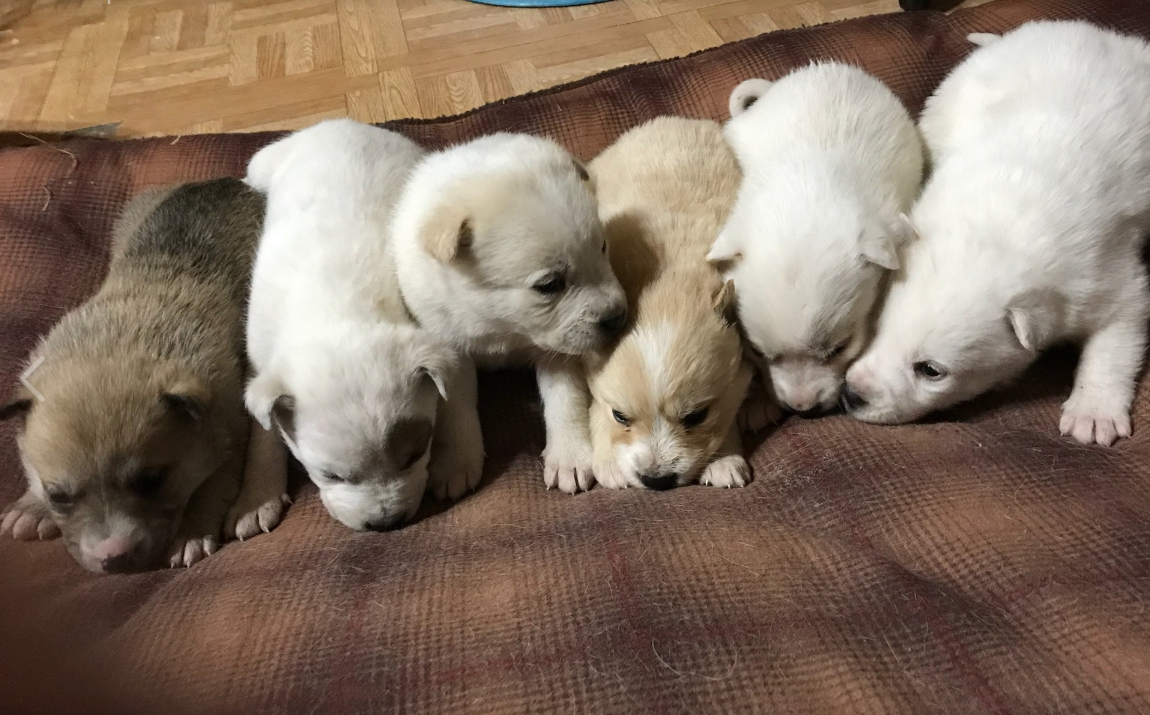 Dog curled up in the snow makes a home to protect her babies