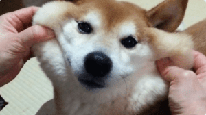 50 Adorable Dog Cheeks That Are Irresistibly Squishy