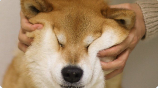 50 Adorable Dog Cheeks That Are Irresistibly Squishy