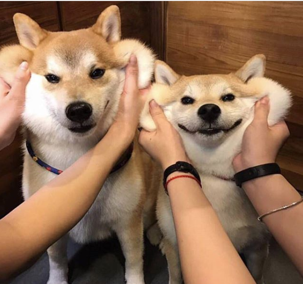 50 Adorable Dog Cheeks That Are Irresistibly Squishy