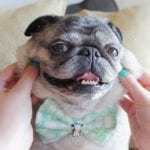 50 Adorable Dog Cheeks That Are Irresistibly Squishy