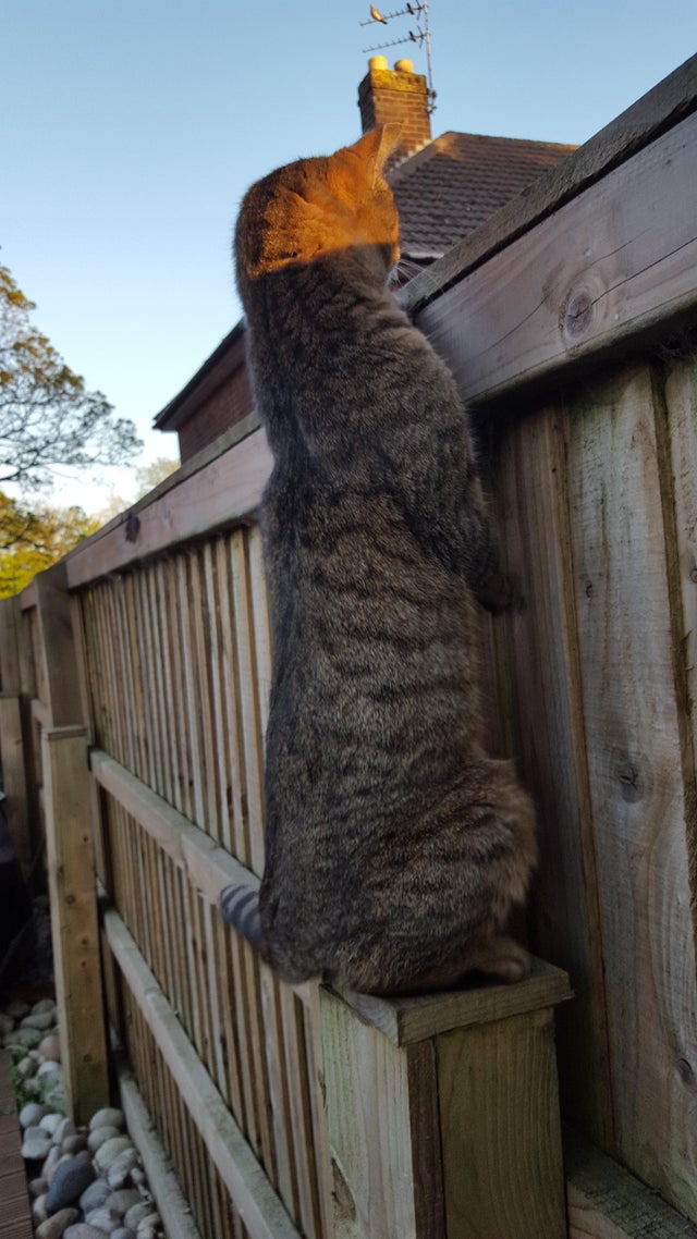 30 long cats whose bodies seem to stretch to infinity and beyond