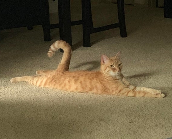30 long cats whose bodies seem to stretch to infinity and beyond