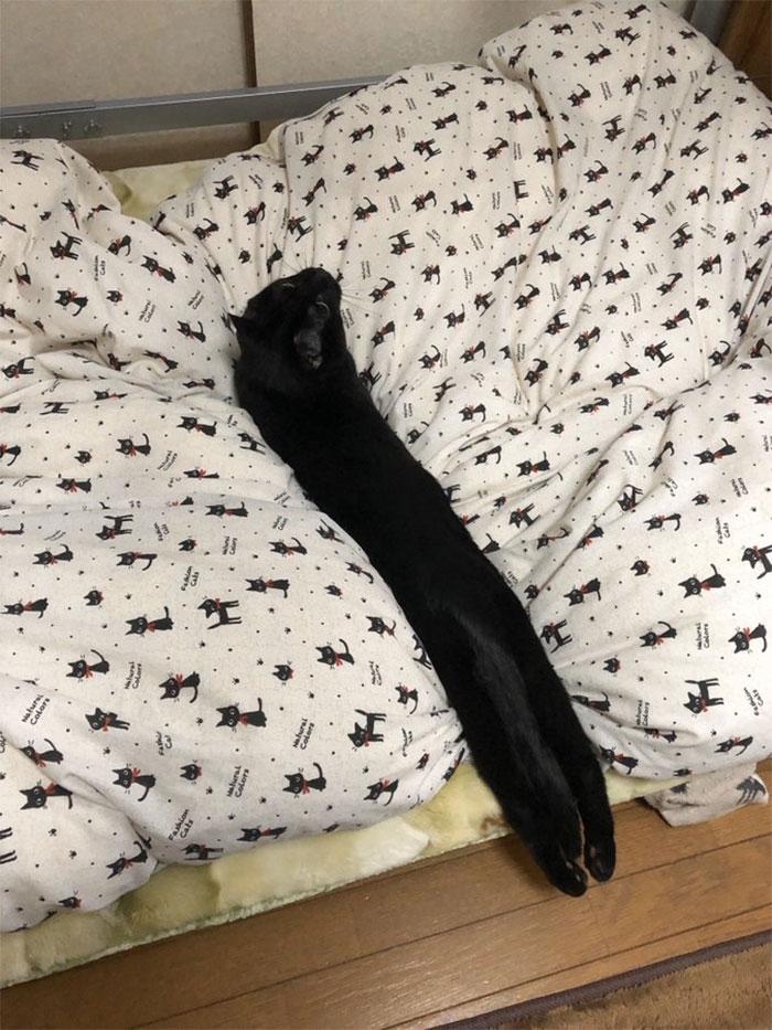 30 long cats whose bodies seem to stretch to infinity and beyond
