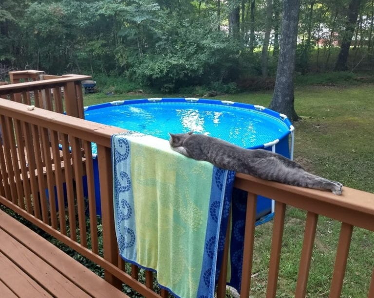 30 long cats whose bodies seem to stretch to infinity and beyond