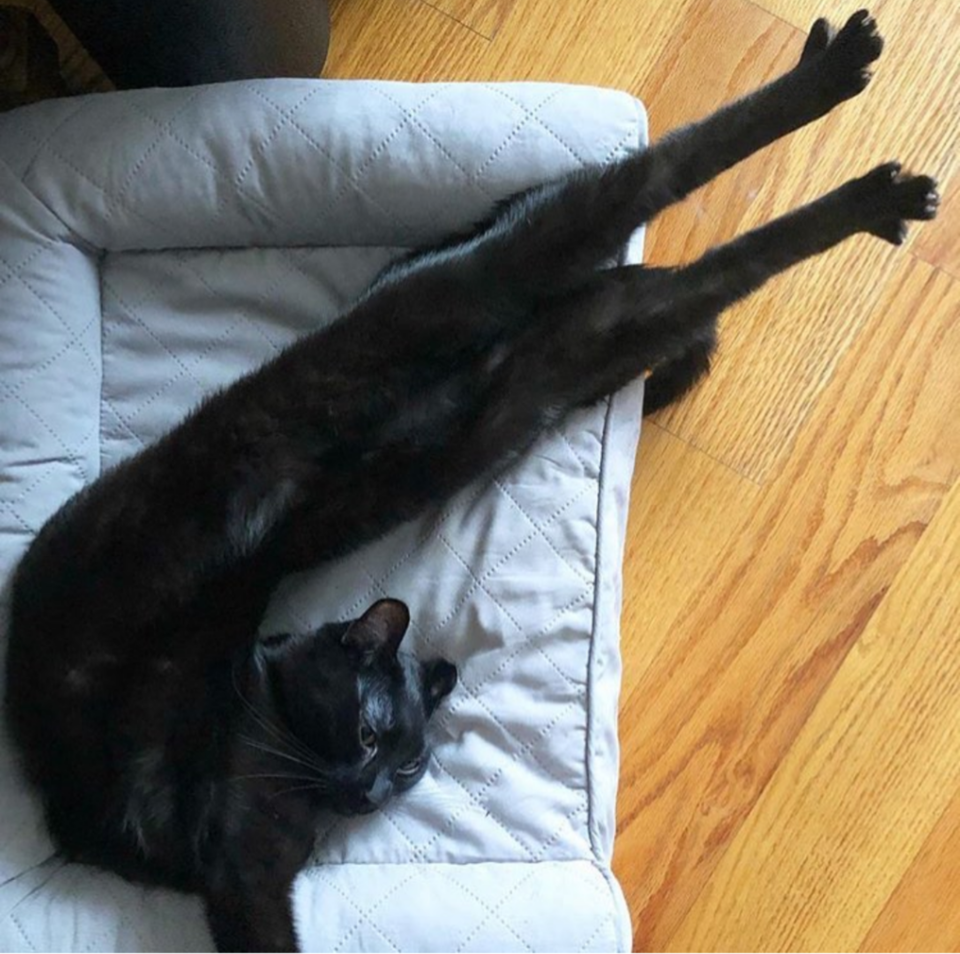 30 long cats whose bodies seem to stretch to infinity and beyond