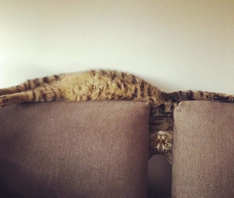 30 long cats whose bodies seem to stretch to infinity and beyond