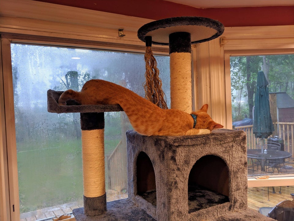 30 long cats whose bodies seem to stretch to infinity and beyond