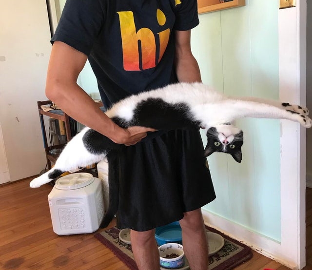 30 long cats whose bodies seem to stretch to infinity and beyond