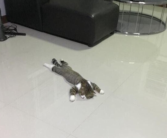 30 long cats whose bodies seem to stretch to infinity and beyond