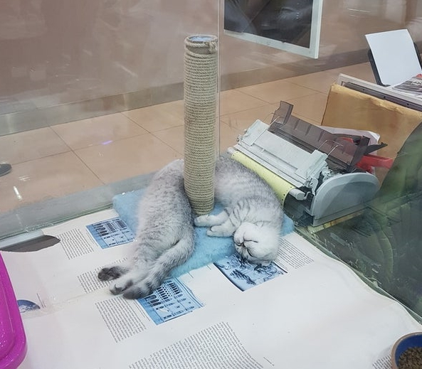 30 long cats whose bodies seem to stretch to infinity and beyond