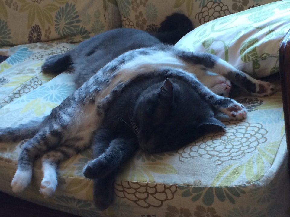 30 long cats whose bodies seem to stretch to infinity and beyond