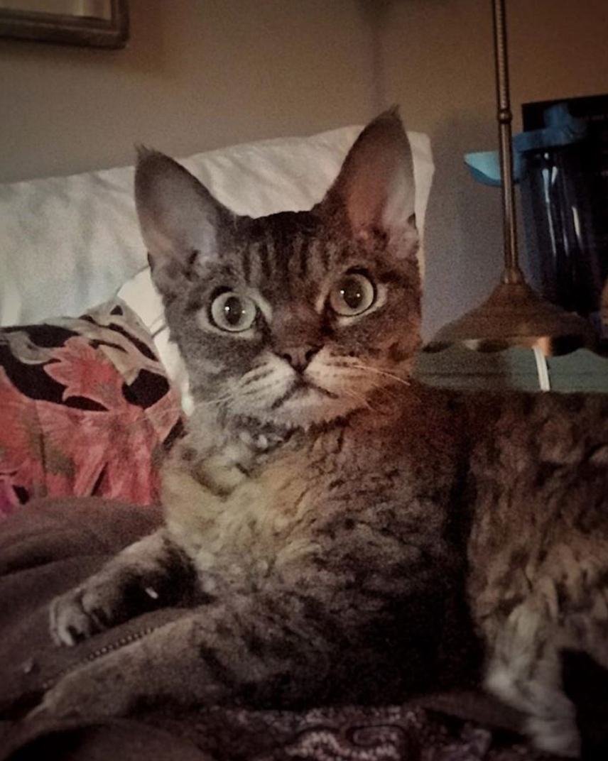 60 Photos of adorable cat who always looks extremely ticked off posing ...