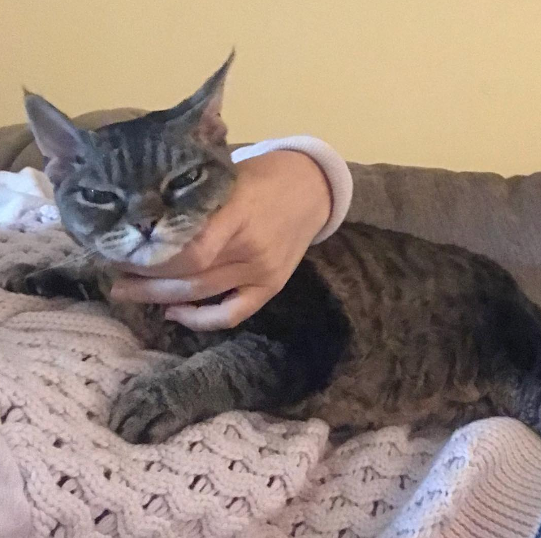 60 Photos of adorable cat who always looks extremely ticked off posing ...