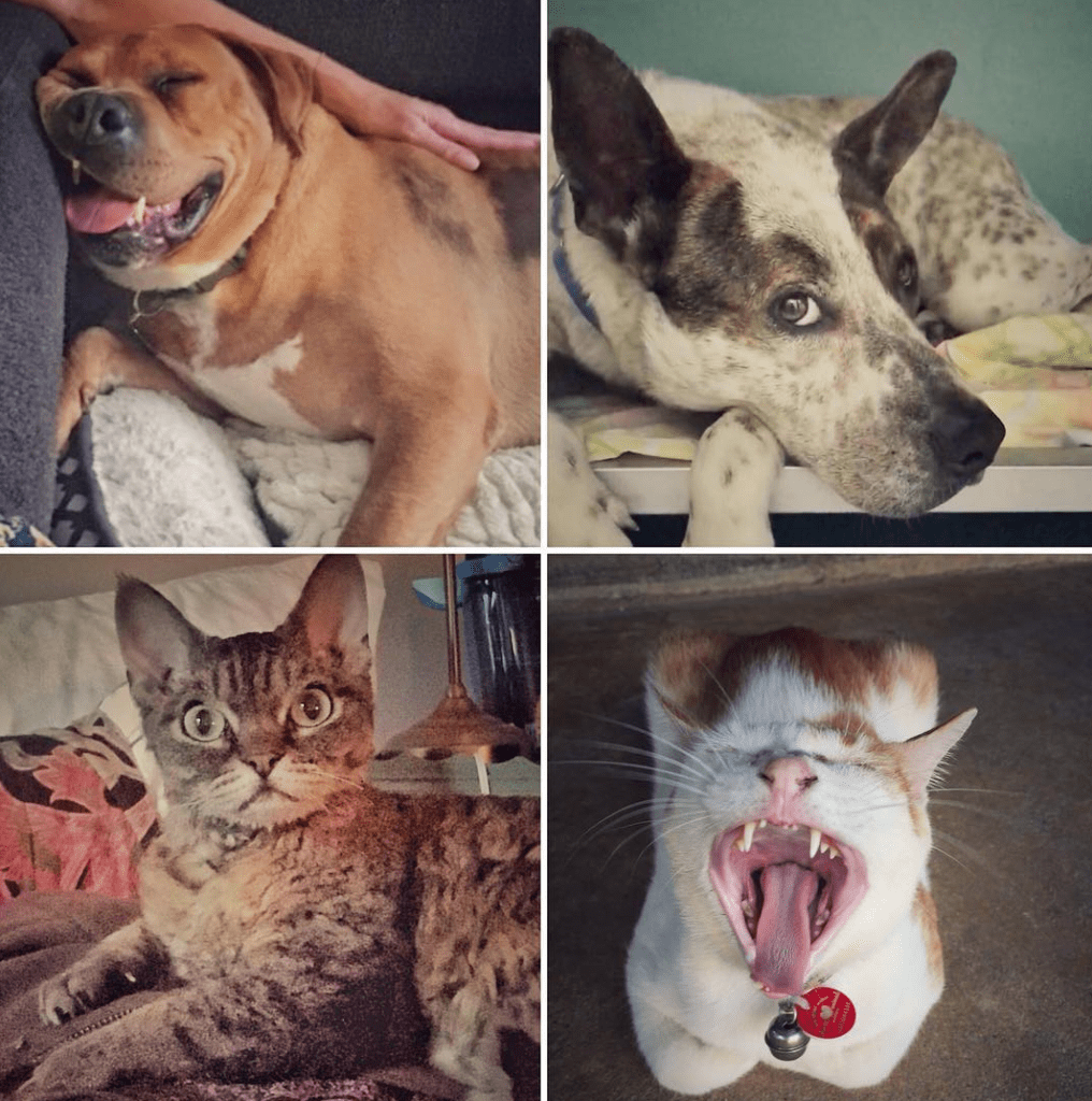 60 Photos of adorable cat who always looks extremely ticked off posing ...