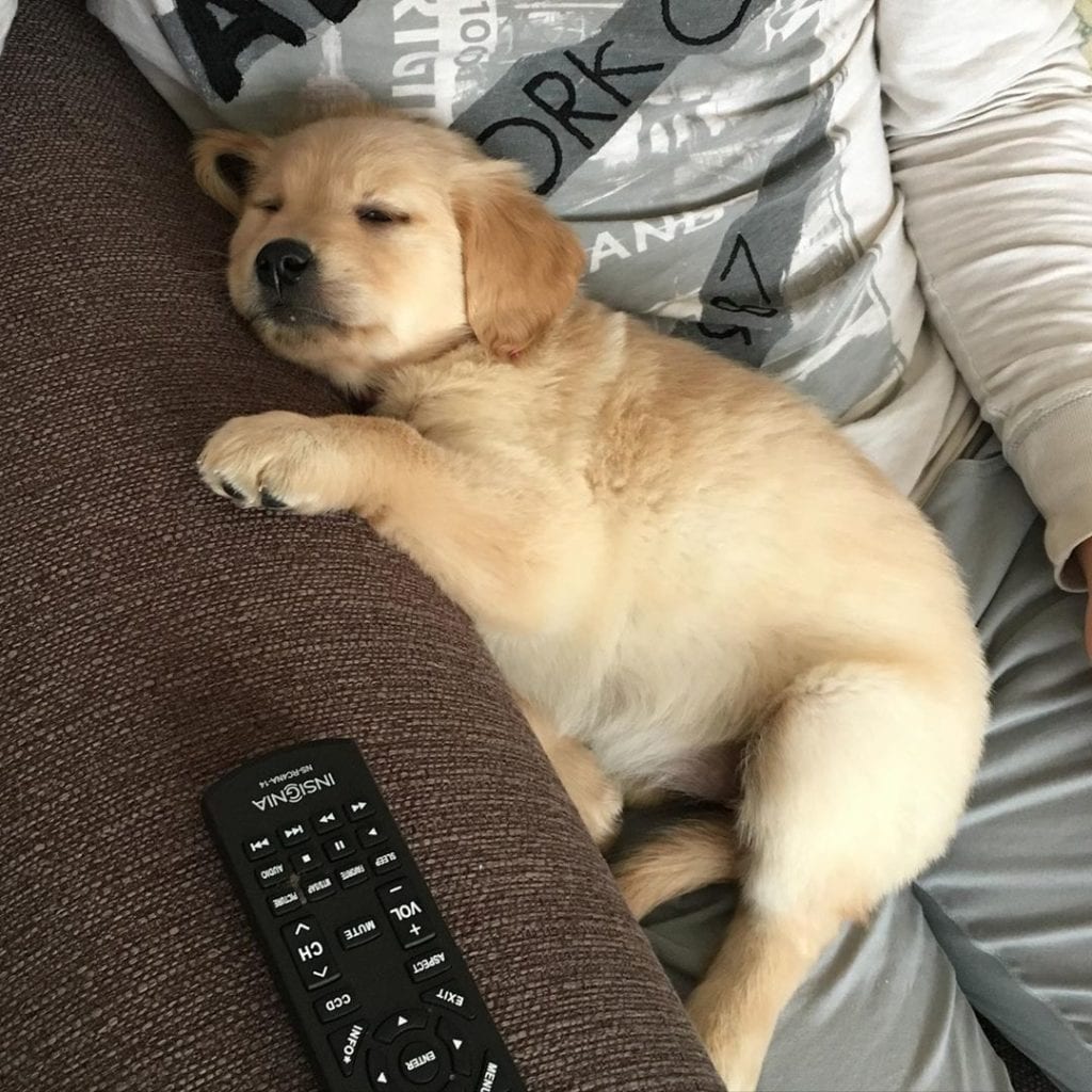 75 Chubby puppies that prove having a little extra is the cutest