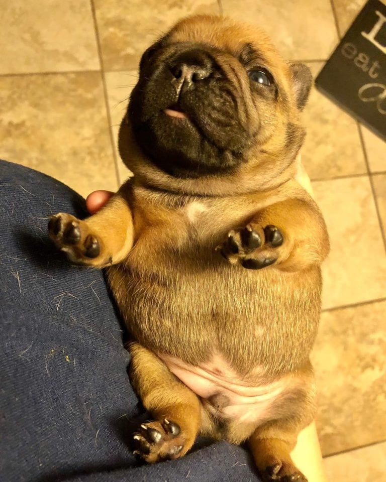 75 Chubby puppies that prove having a little extra is the cutest