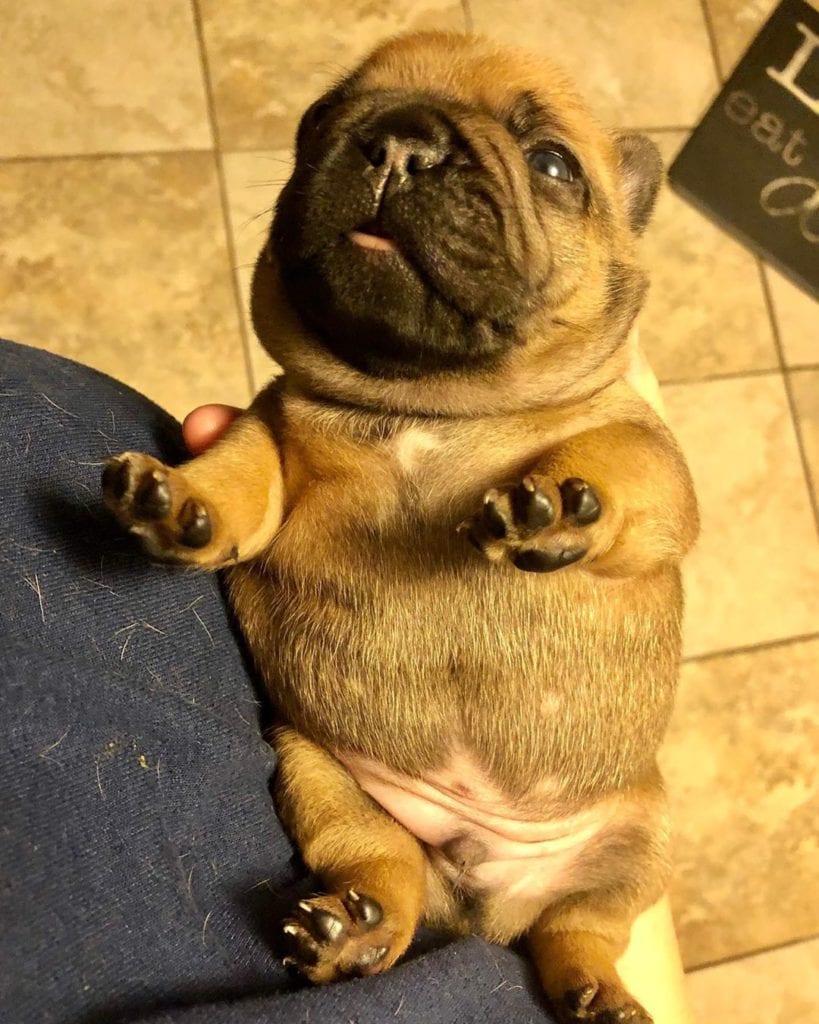 75 Chubby puppies that prove having a little extra is the cutest