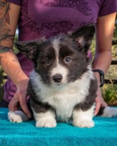 75 Chubby puppies that prove having a little extra is the cutest