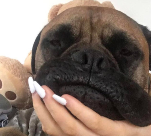 50 Adorable Dog Cheeks That Are Irresistibly Squishy