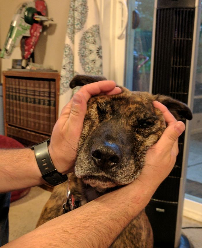 50 Adorable Dog Cheeks That Are Irresistibly Squishy