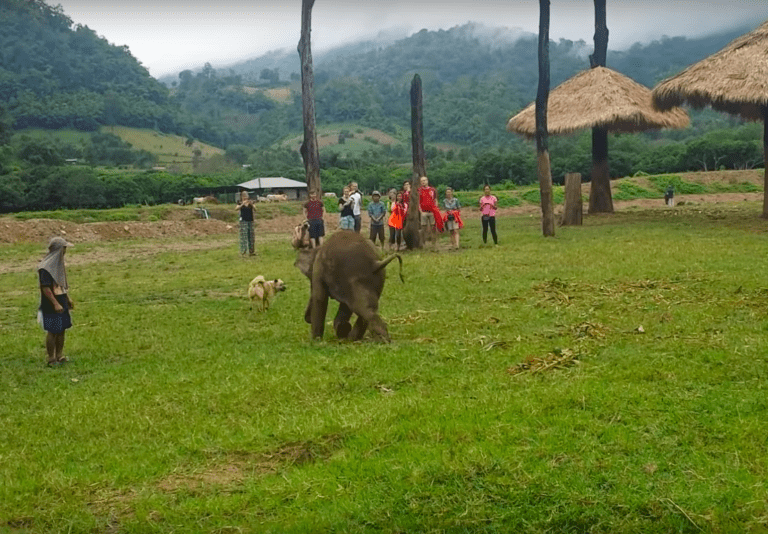 Baby elephant gets tired of chasing dog around, heads to his family for ...