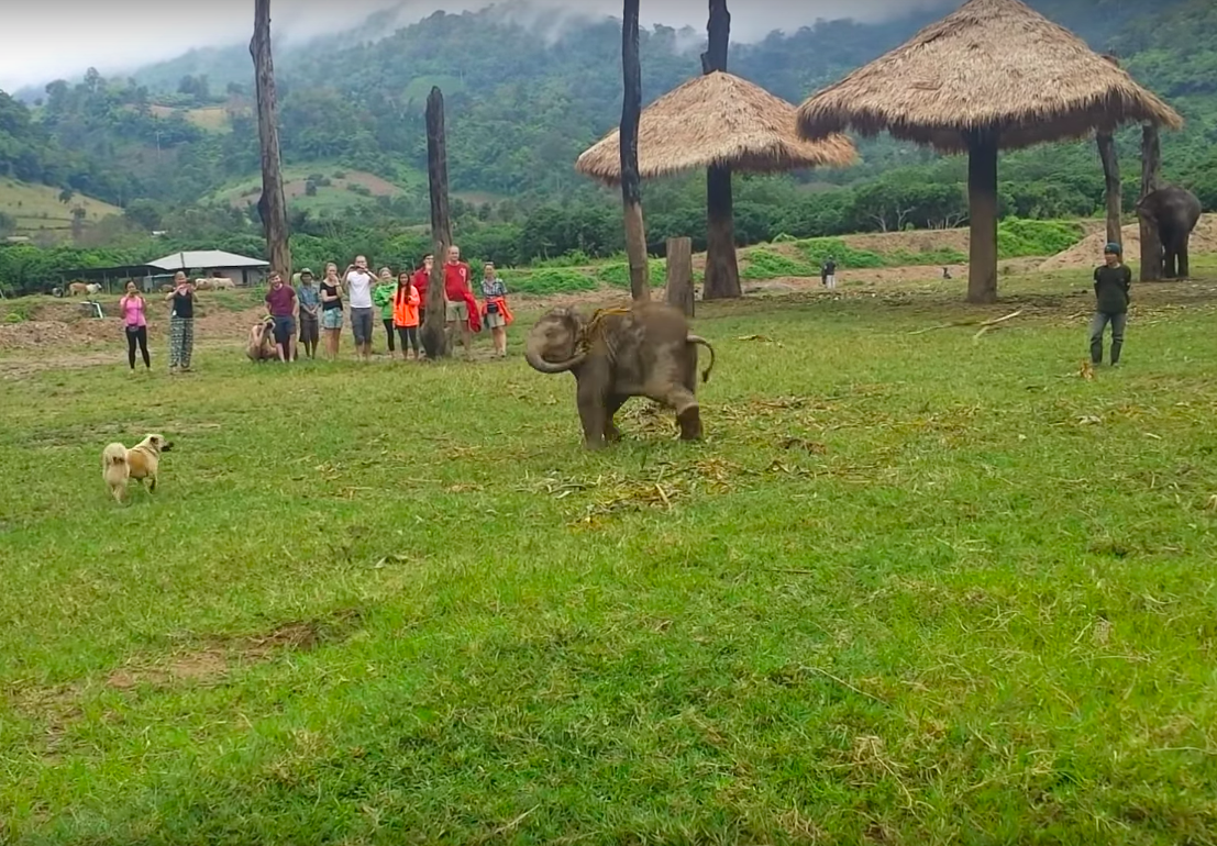 Baby elephant gets tired of chasing dog around, heads to his family for ...