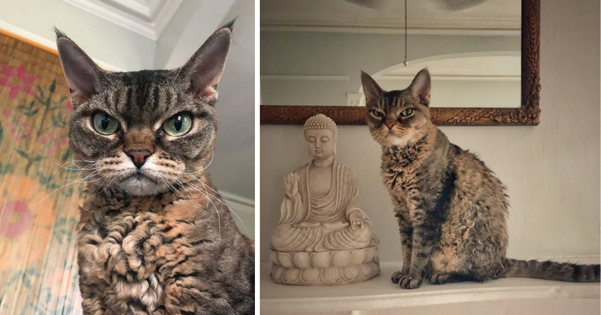 60 Photos of adorable cat who always looks extremely ticked off posing ...