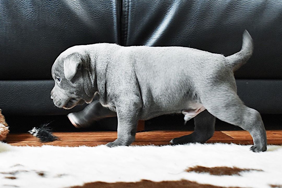 75 Chubby puppies that prove having a little extra is the cutest