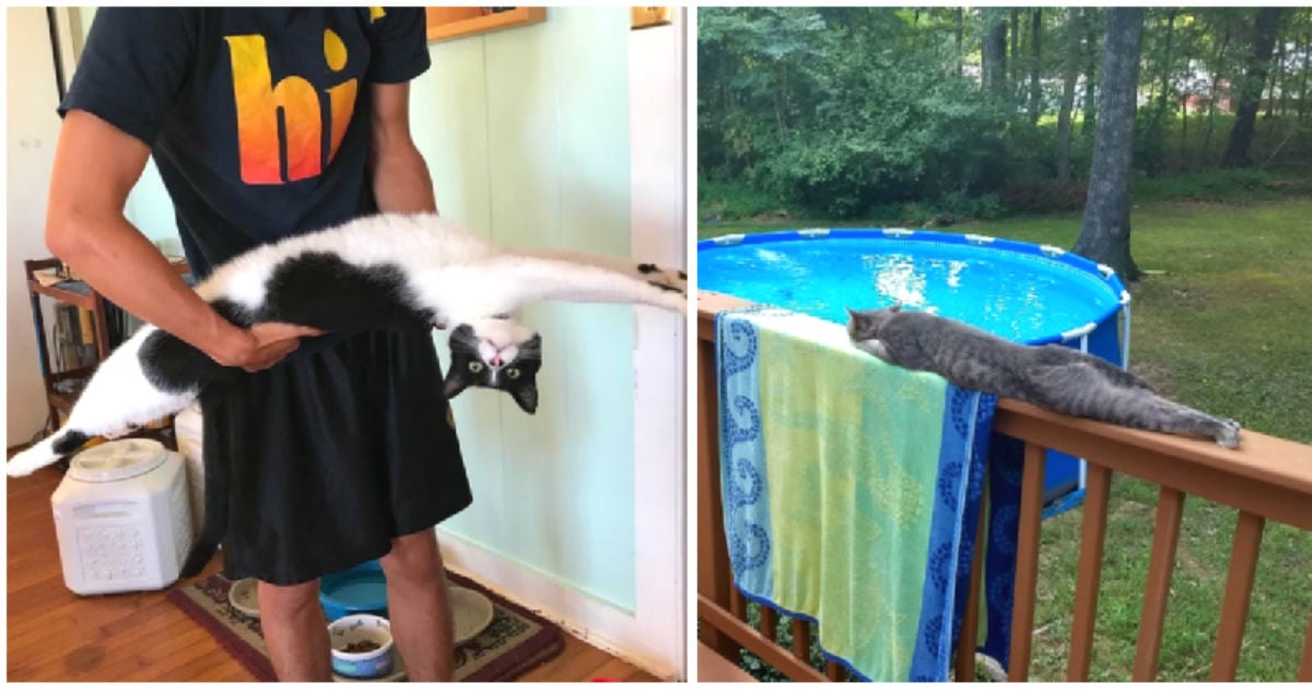 30 long cats whose bodies seem to stretch to infinity and beyond