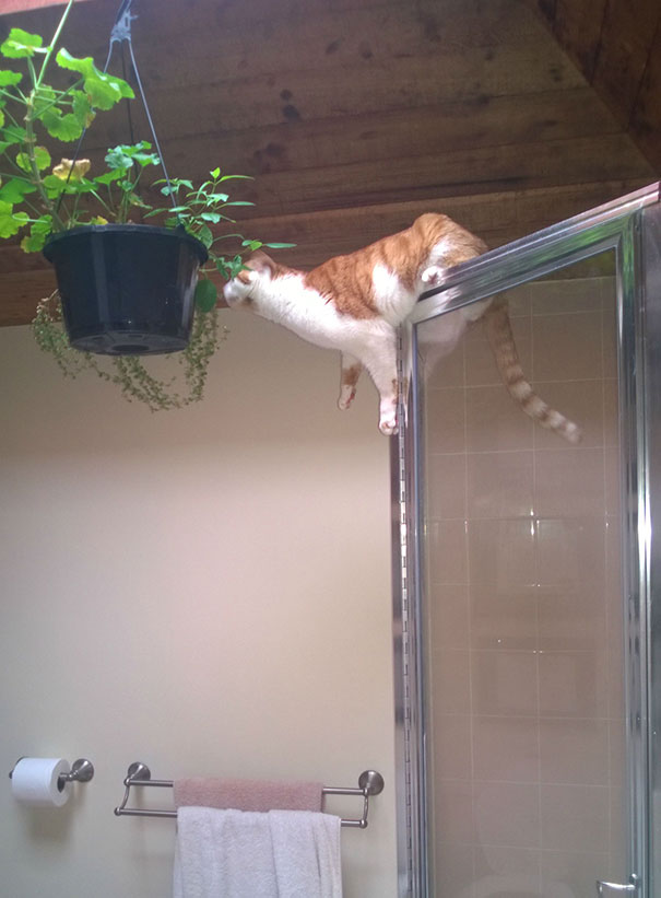 75 photos of cats failing at life