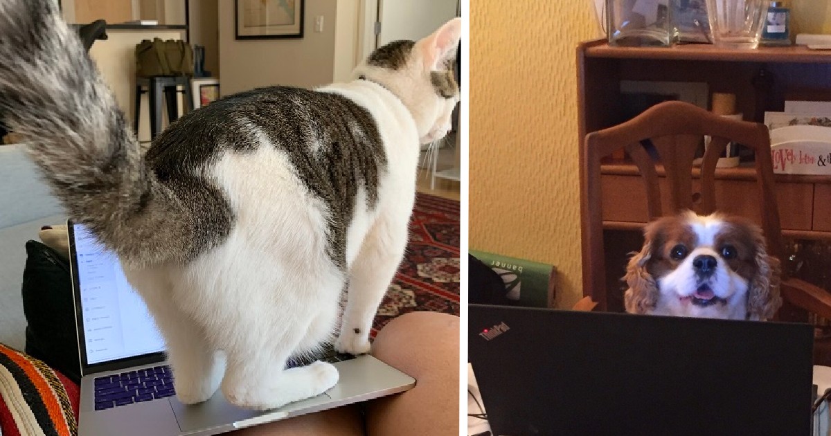 50 furry ‘co-workers’ who have made working from home hard