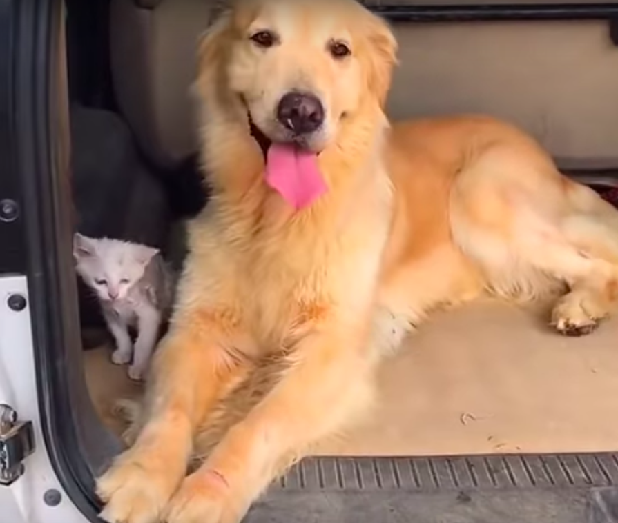 Golden Retriever Finds Stray Kitten And Brings Her Home