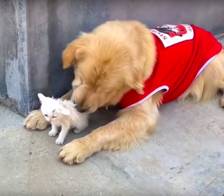 Golden Retriever Finds Stray Kitten And Brings Her Home